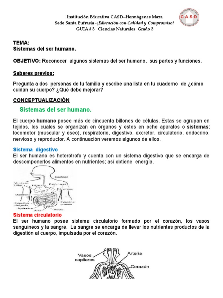 GUIA # 3 CIENCIAS NATURALES - Sistemas Del Cuerpo H PERIODO 2 | PDF ...
