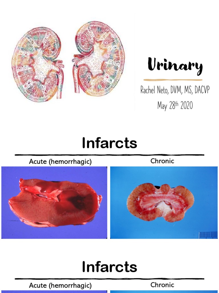 Urinary: Rachel Neto, DVM, MS, DACVP May 28 2020 | Download Free PDF ...