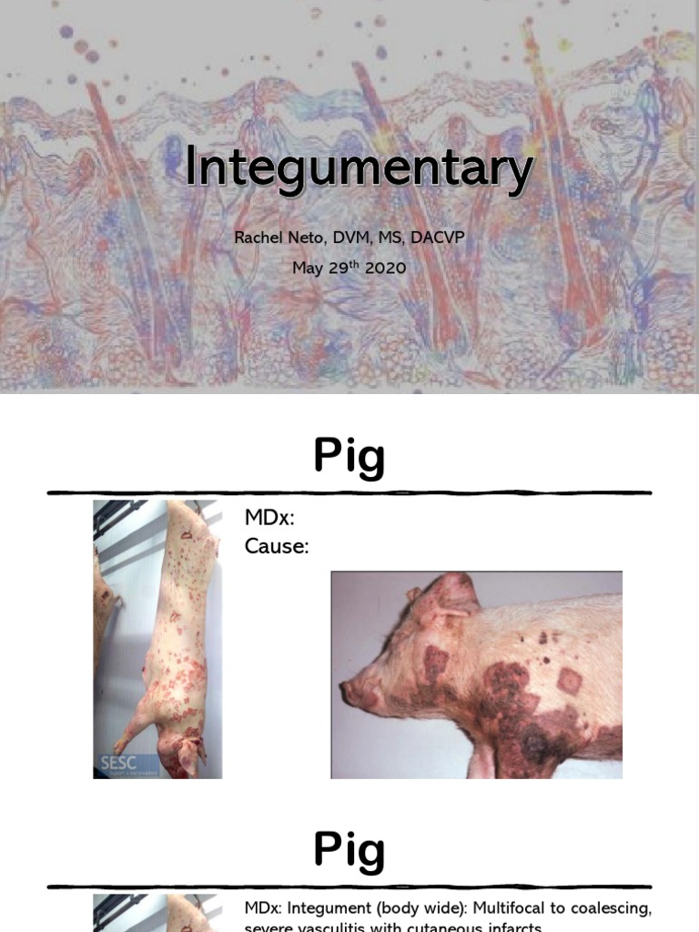 Diamond skin disease in pigs | PDF