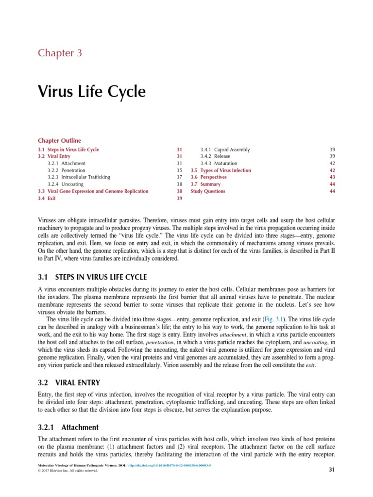 Chapter 3 Virus Life Cycle | PDF