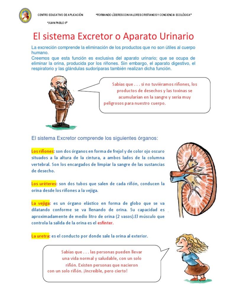 El sistema excretor o aparato urinario: Funciones, órganos y cuidados | PDF | Sistema urinario ...