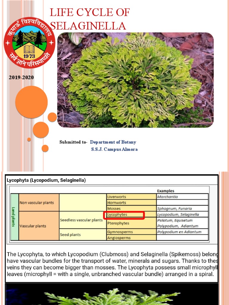 Lycopodium Life Cycle