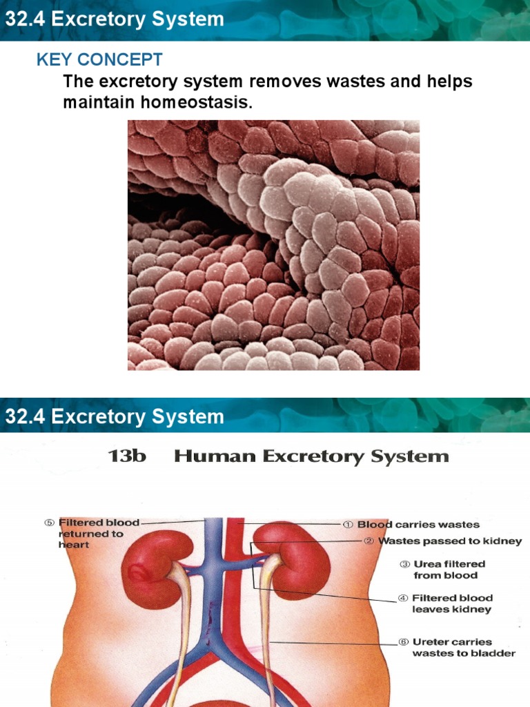 The Excretory System Removes Wastes and Helps Maintain Homeostasis ...