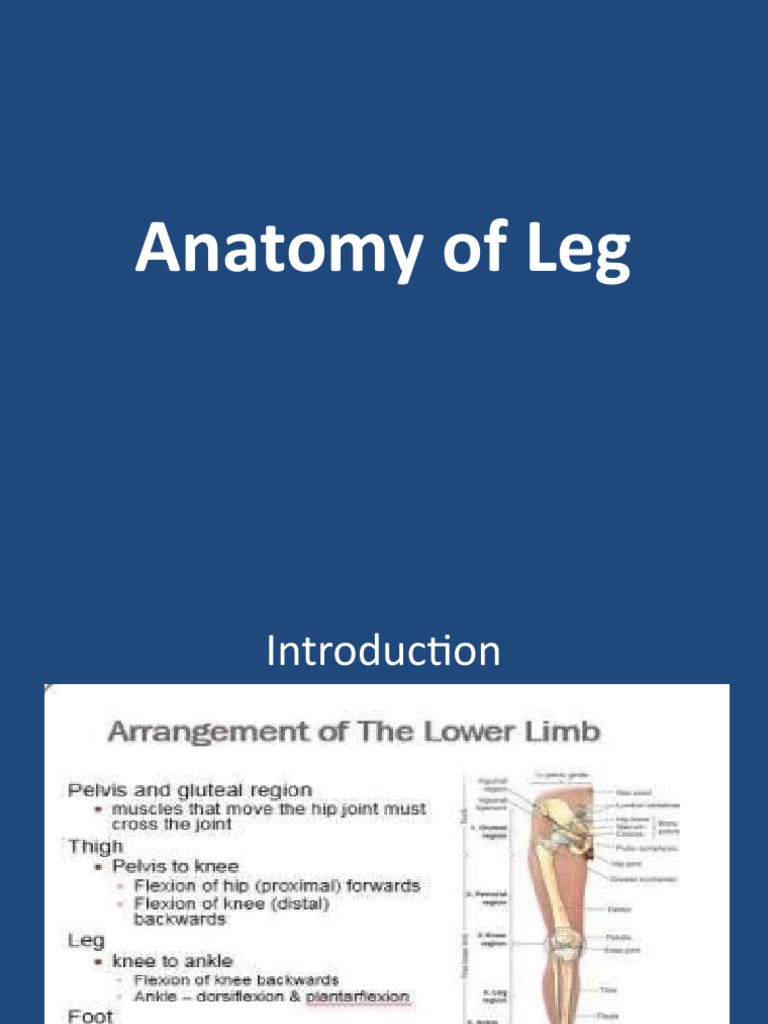 Anatomyof Leg | PDF | Social Science | Science & Mathematics