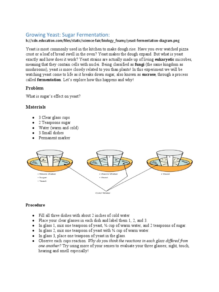 Growing Yeast - Sugar Fermentation | PDF | Yeast | Fermentation