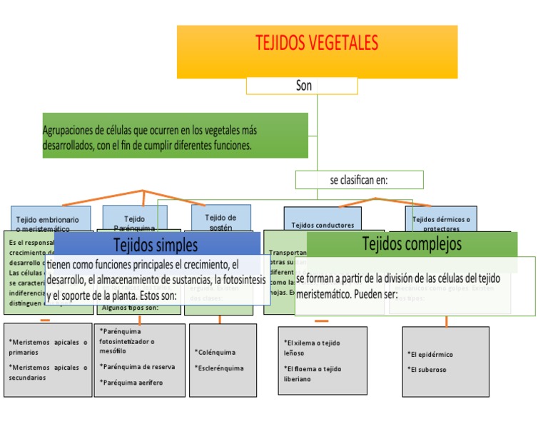 Mapa Conceptual..... | PDF | Raíz | Tallo de la planta
