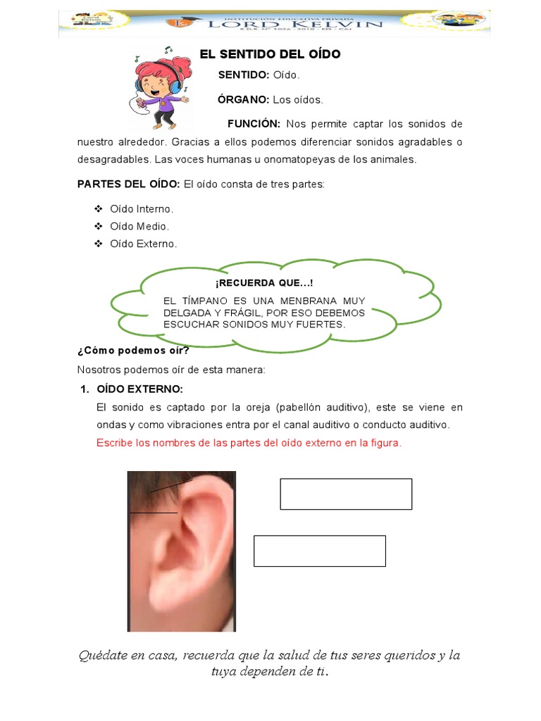 El Sentido Del Oído | PDF | Oído | Escuchando