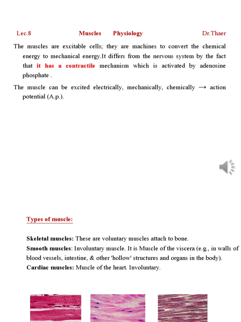 The Microanatomy and Contraction Mechanism of Skeletal Muscle | PDF ...