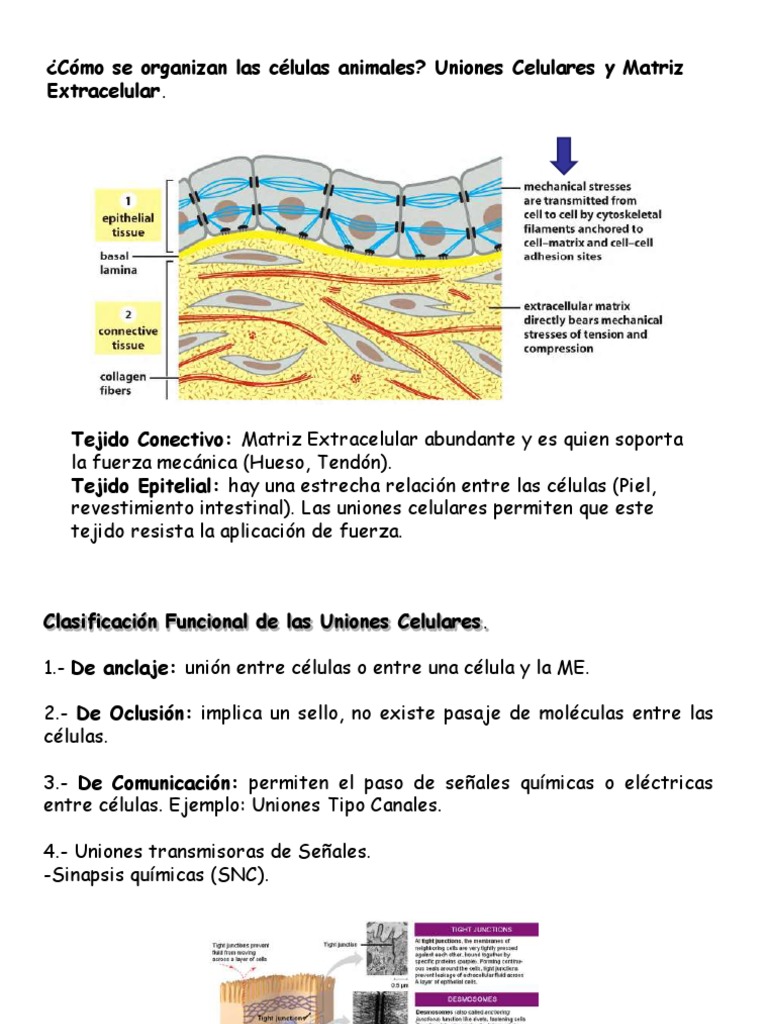 Matriz Extracelular y Uniones Celulares 2011 | PDF | Colágeno | Integrina