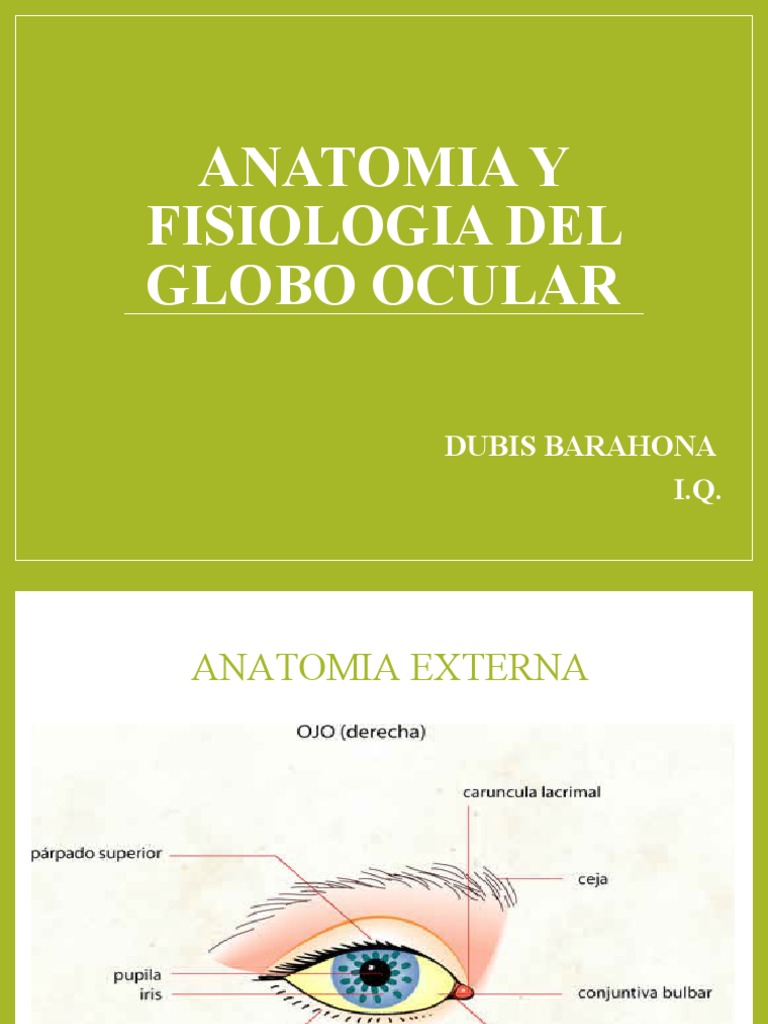 Anatomía Del Ojo Humano Ppt Diapositivas Sobre La Anatomía Del Ojo Y