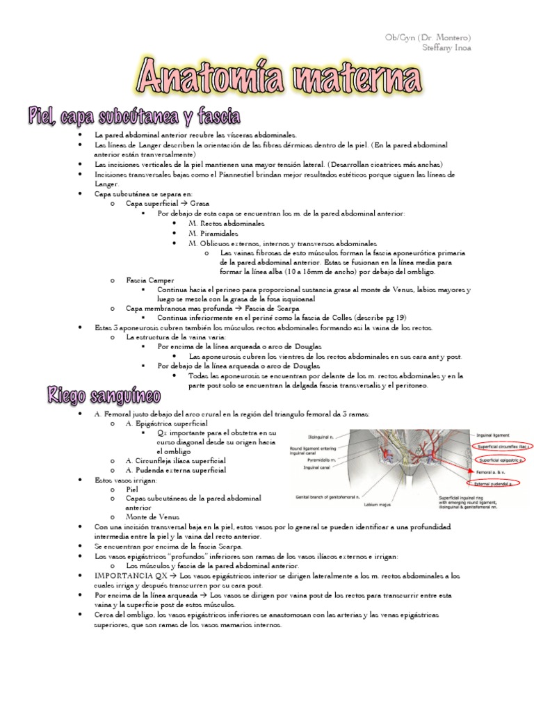 Anatomía Materna | PDF | Vagina | Abdomen