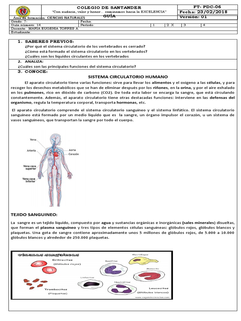 Guía del Sistema Circulatorio Humano | PDF | Sangre | Sistema circulatorio
