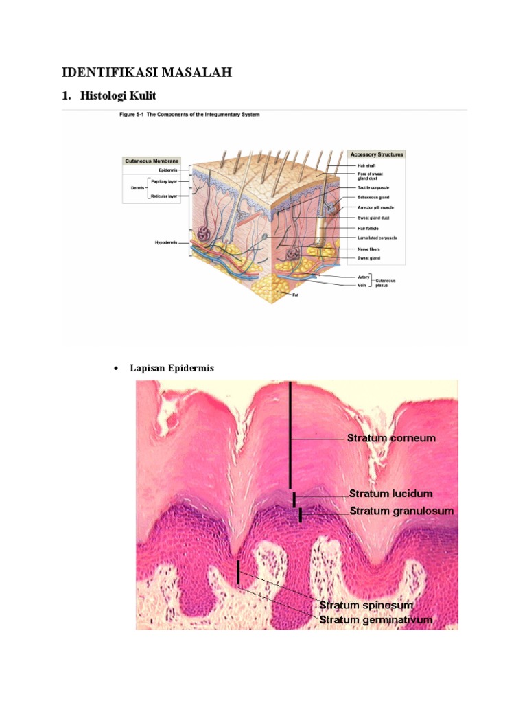 Anatomi Histologi Kulit Dan Ukk | PDF