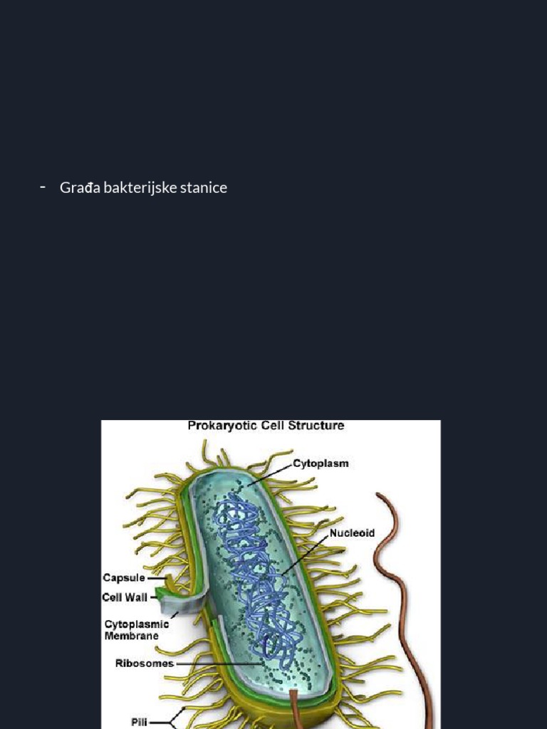 Građa Bakterijske Stanice | PDF