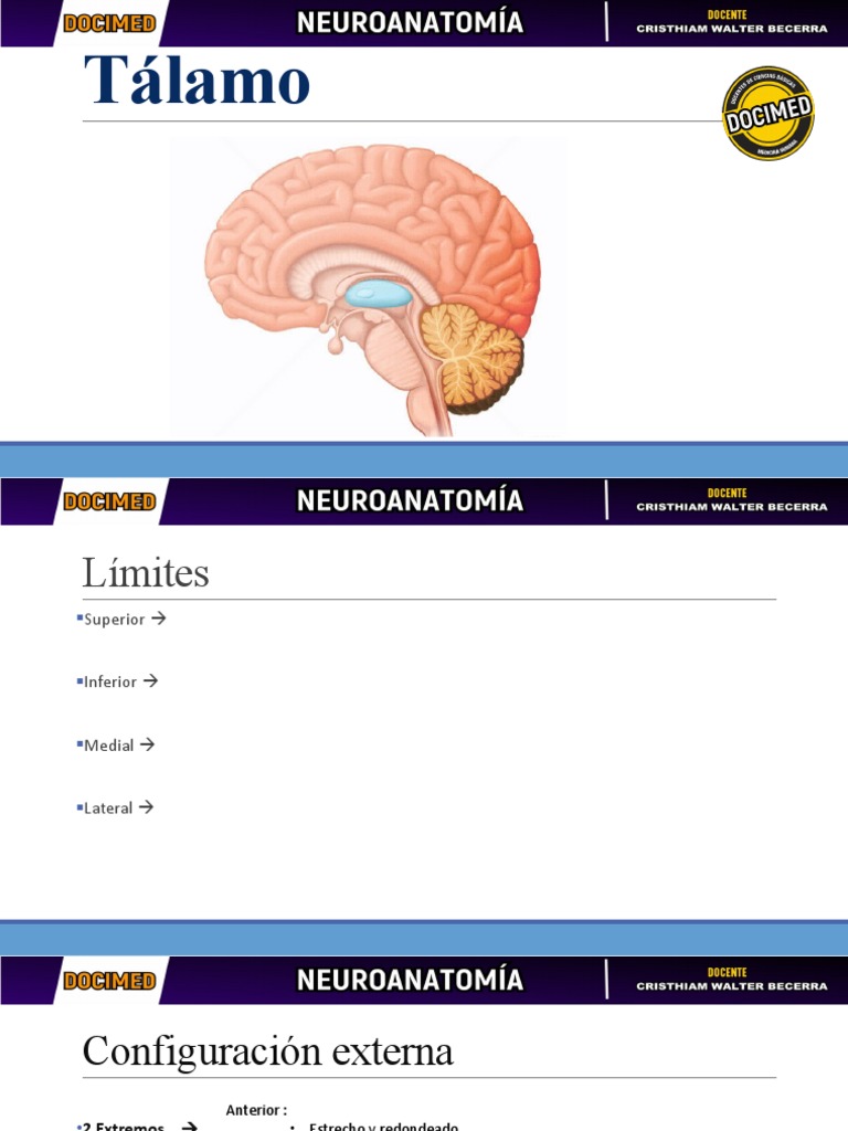 Estructura y Funciones del Tálamo | PDF | Tálamo | Corteza cerebral
