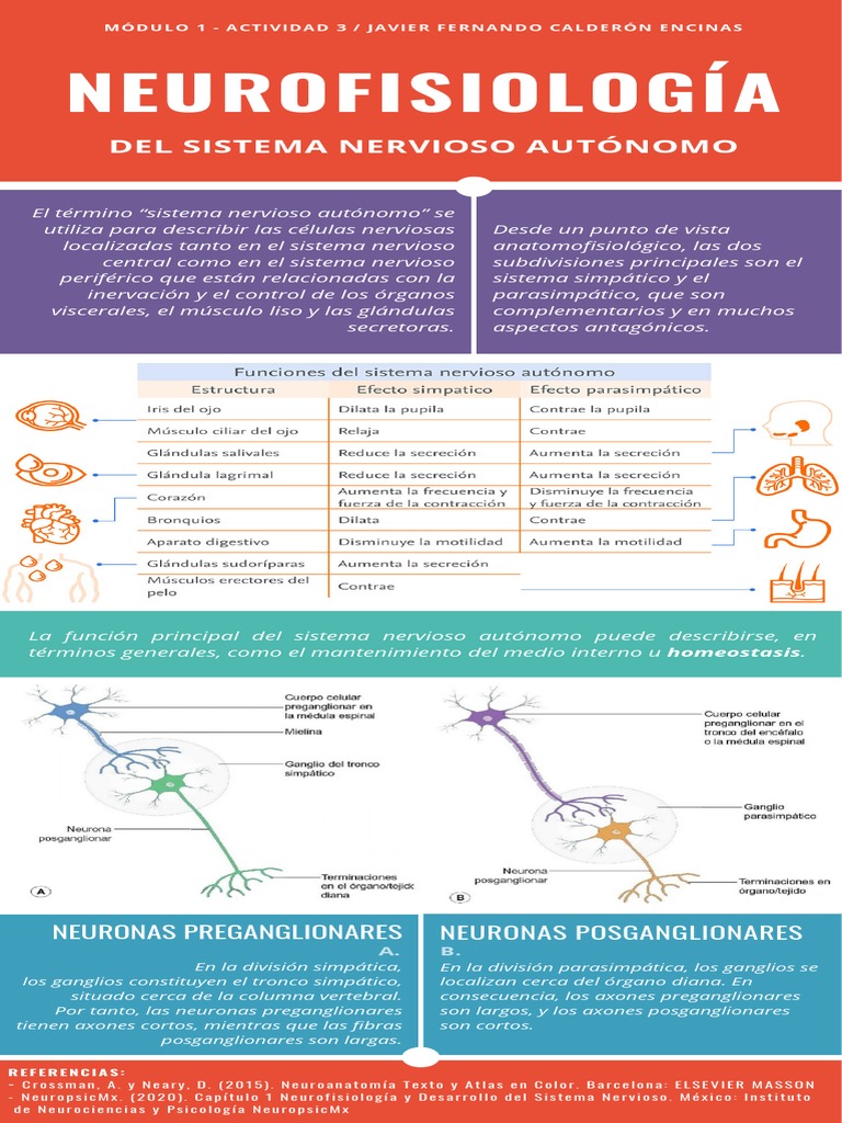 Neurofisiología | PDF