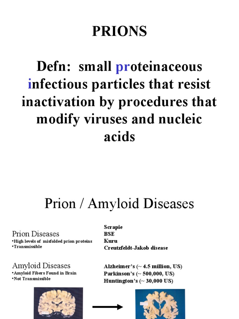 Understanding Prion Diseases: Transmission, Pathology, and Prevention ...