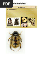 Gusano Soldado Spodoptera Exigua | PDF | Control biológico de plagas ...