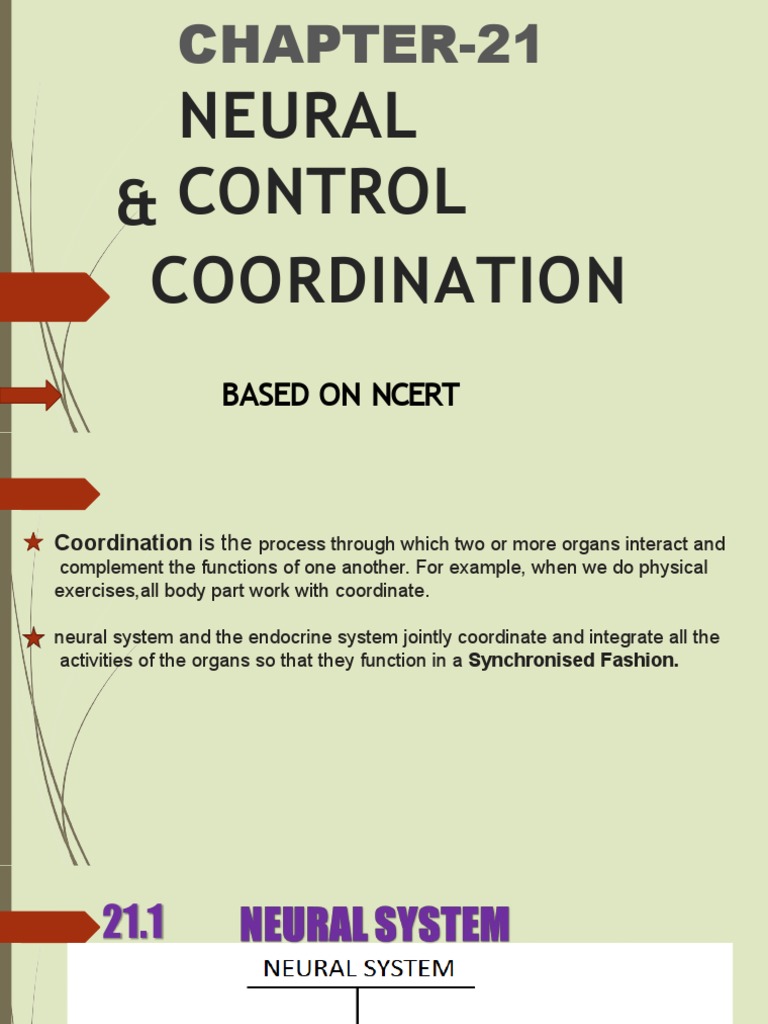 Neural control and coordination grade 11 PPT | Chemical Synapse | Axon