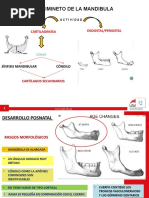 Teoría de La Matriz Funcional de Melvin Moss | PDF | Cráneo | Ortodoncia