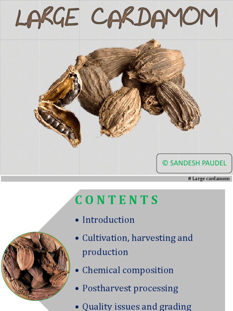 Large Cardamom | PDF | Tillage | Seed