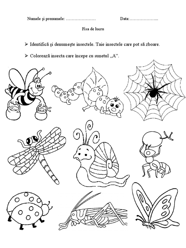4-05.fise de Lucru Interdisciplinare Insecte | PDF