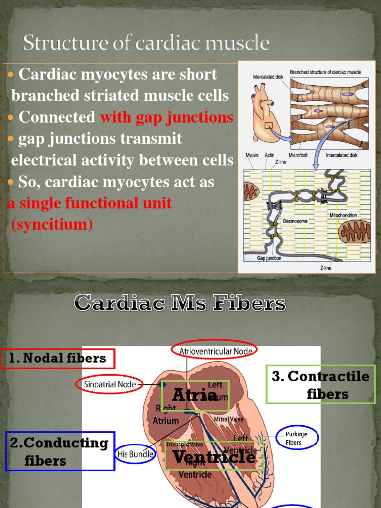 Cardiac Muscle Structure & Function | PDF | Cardiac Muscle | Heart