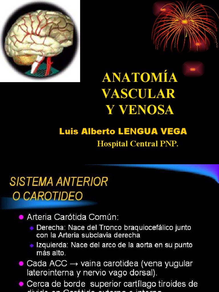 Anatomía Vascular y Venosa | PDF