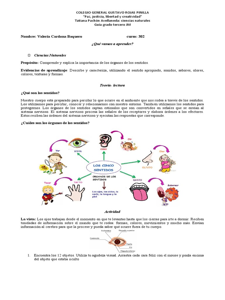 Guía de los 5 sentidos para niños | PDF | Sabor | Percepción visual