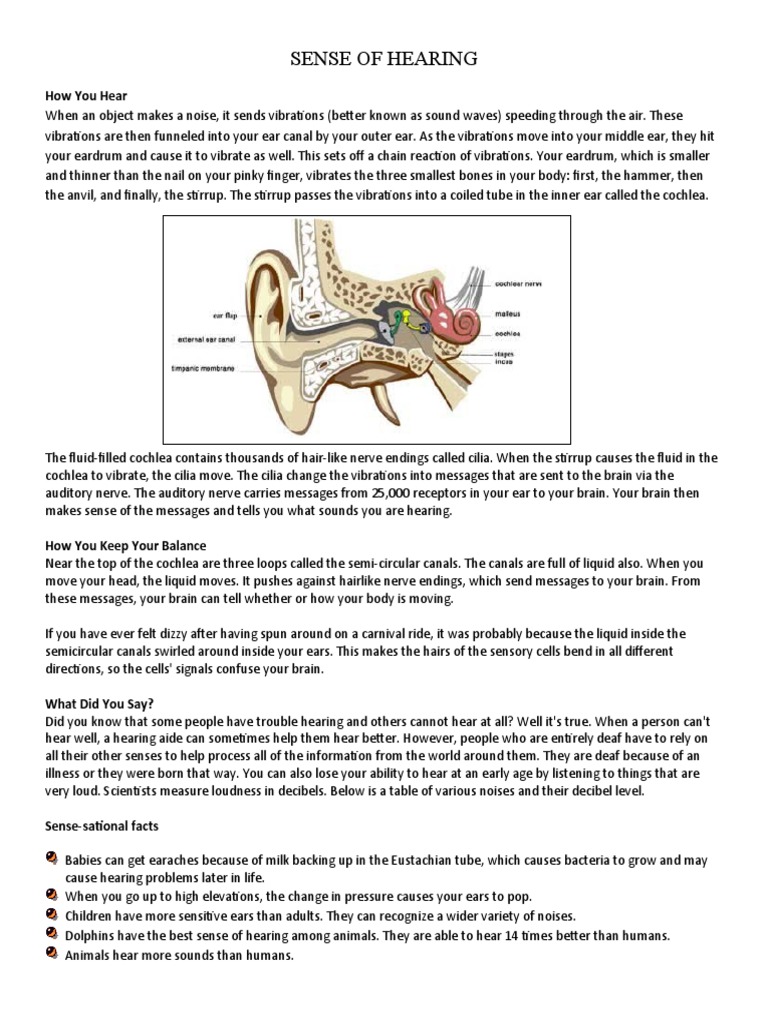 Sense of Hearing: How You Hear | PDF | Ear | Hearing