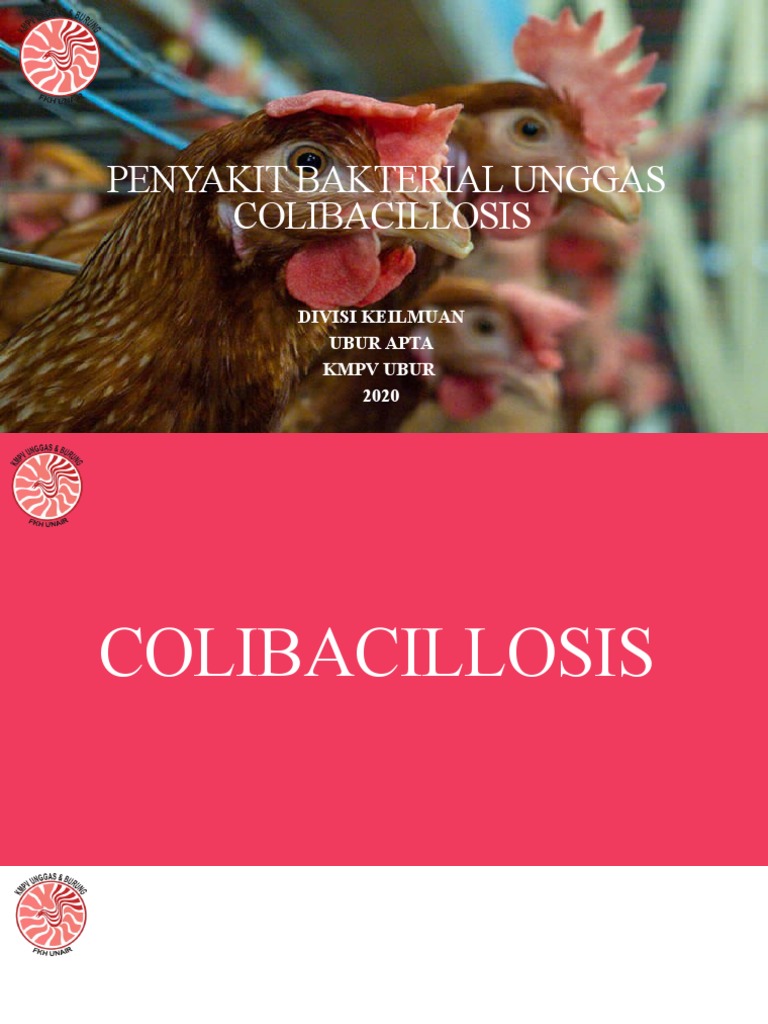 Colibacillosis | PDF
