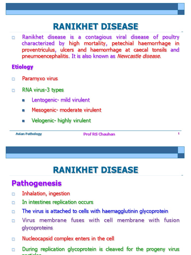 Ranikhet Disease | PDF | Virus | Pathology