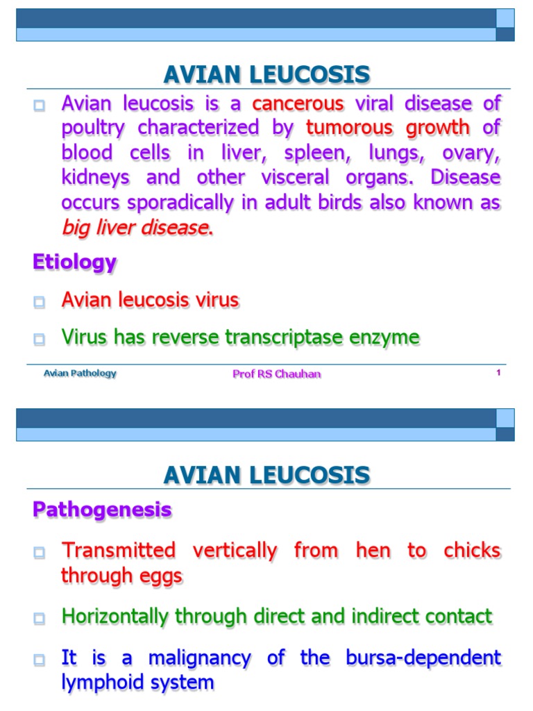 Avian Leucosis: Cancerous Tumorous Growth | PDF | Pathology | Neoplasms