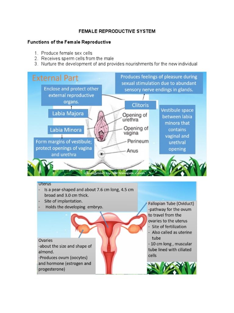 Produce Female Sex Cells 2. Receives Sperm Cells From The Male 3 ...