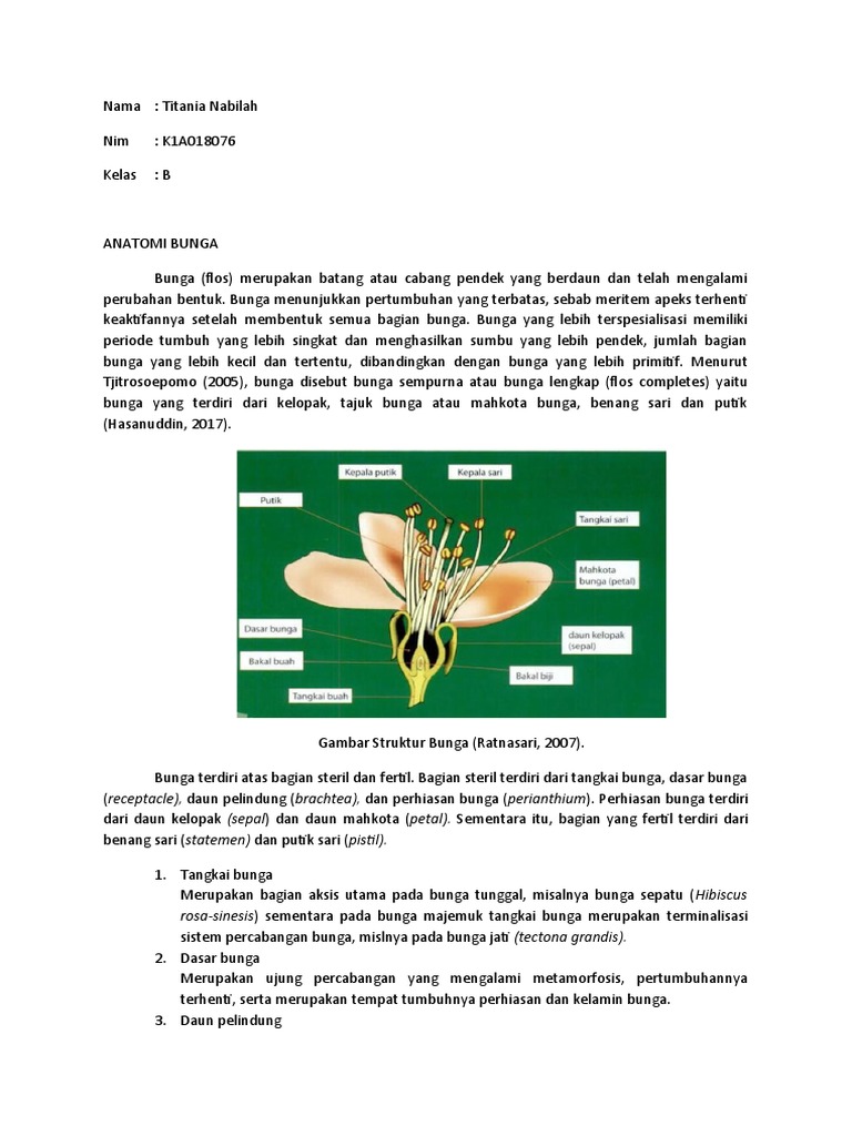 Anatomi Bunga | PDF