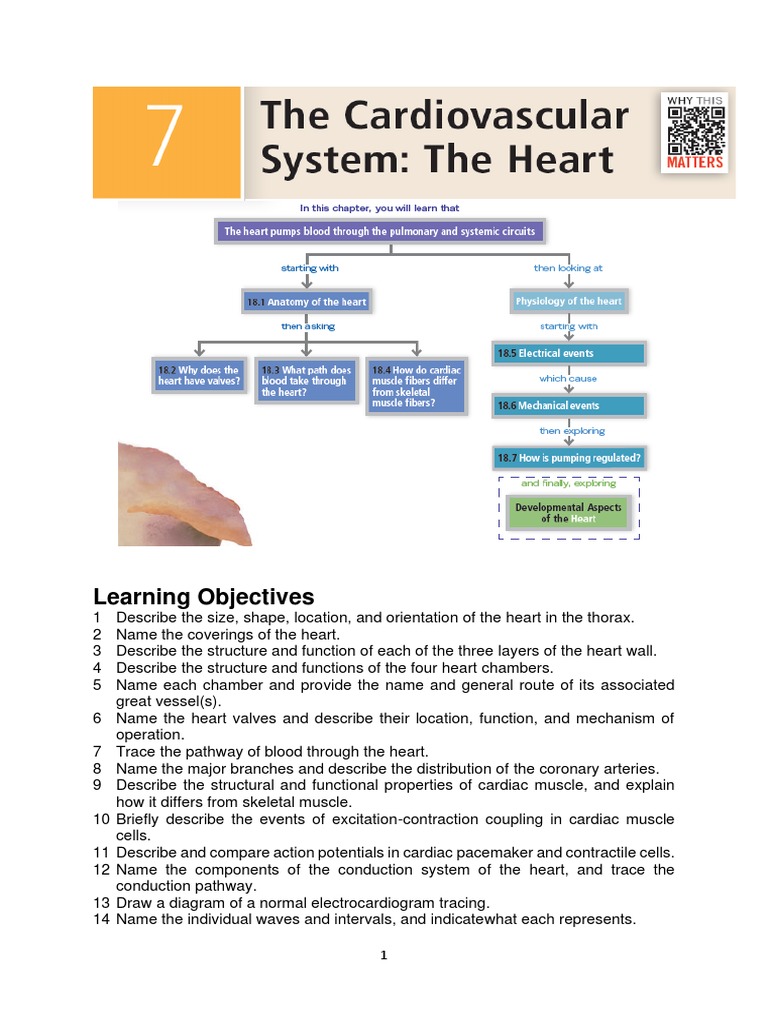 Note On The Cardiovascular System | PDF | Heart | Atrium (Heart)