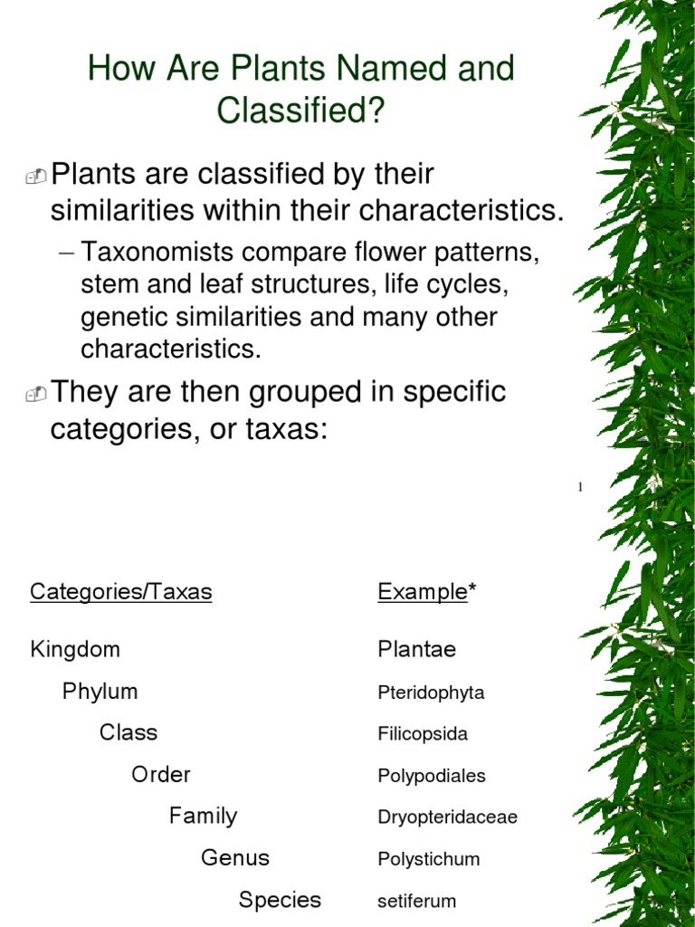 Plant Classification Explained | PDF | Pinophyta | Plants