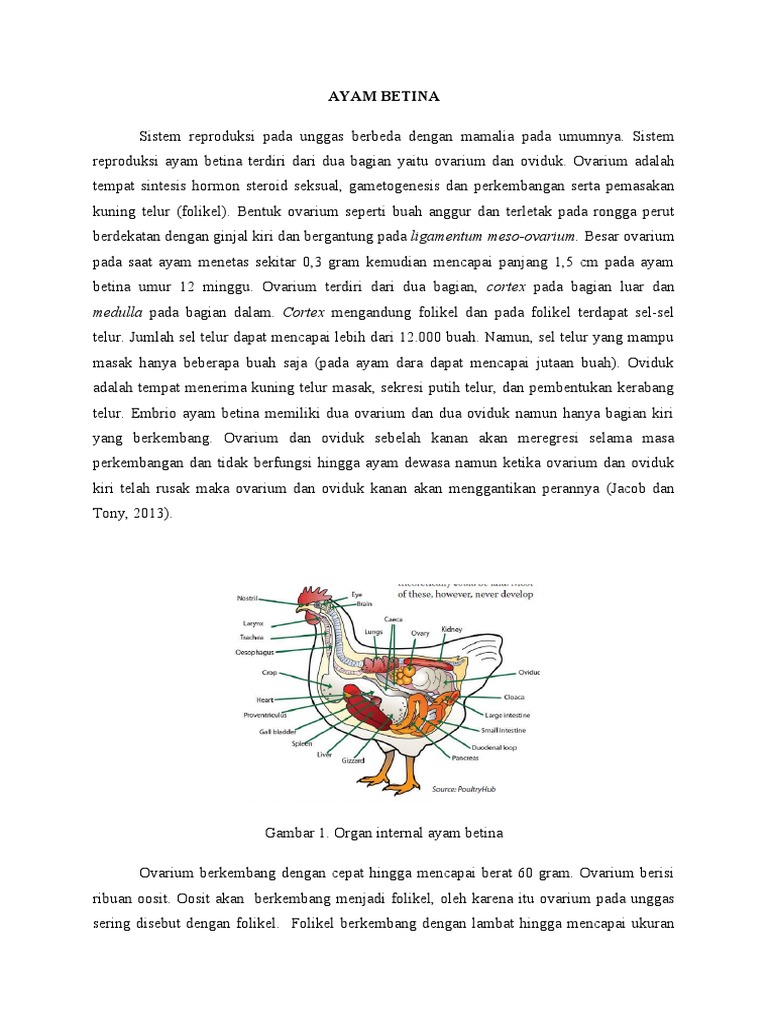 Sistem Reproduksi Ayam Betina | PDF