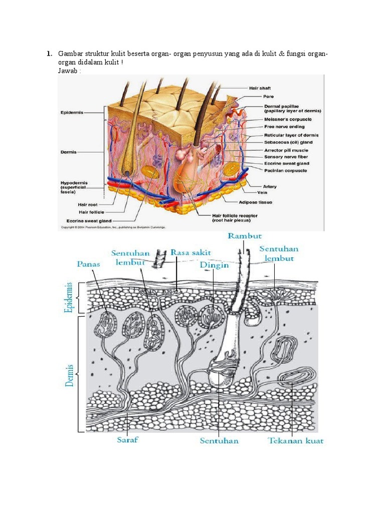 Anatomi Fisiologi Kulit | PDF