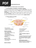 Nervos Espinhais: Estrutura e Função | PDF | Coluna vertebral | Nervo