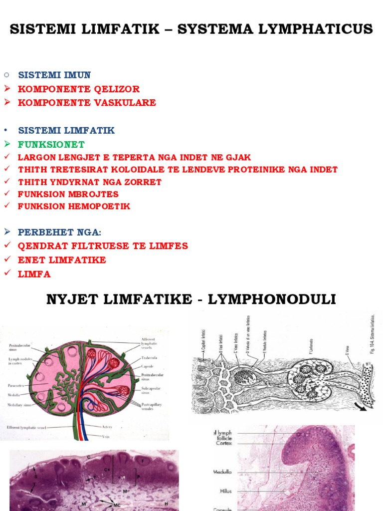 Sistemi Limfatik | PDF