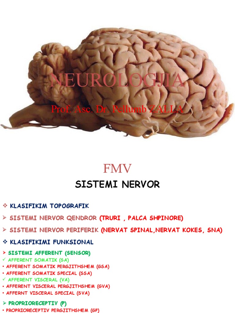 Sistemi Nervor | PDF