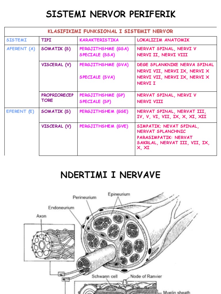 Sistemi Nervor Periferik | PDF