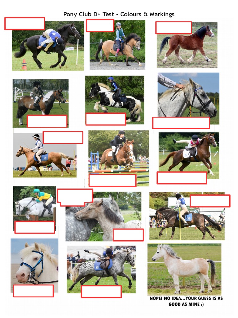 Colours and Markings | PDF | Pony | Mammal Breeds