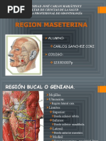 Region Geniana | PDF | Cabeza y cuello humanos | Anatomía humana