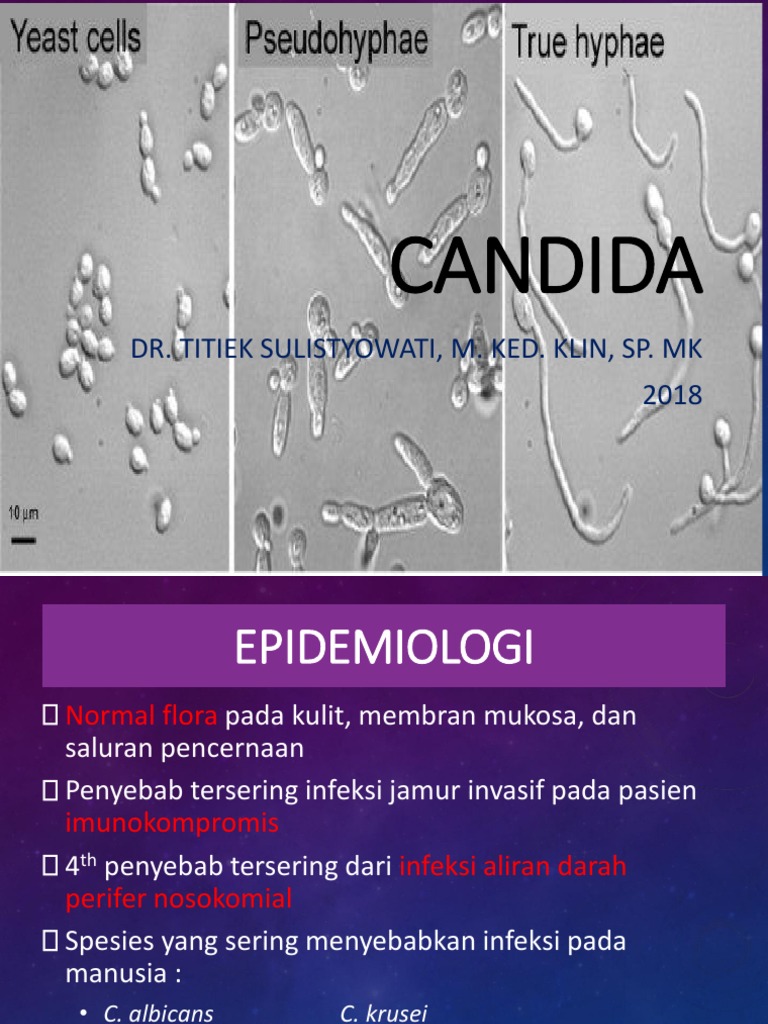 Candida | PDF | Sains & Matematika