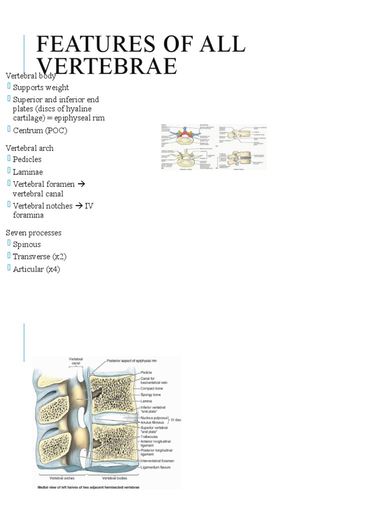 Features of All Vertebrae | PDF