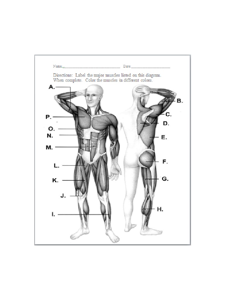 Muscular System Diagram Worksheets | PDF