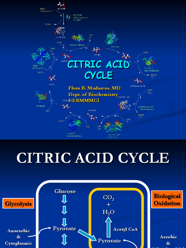 Citrc Acd Cycle | PDF | Citric Acid Cycle | Diet & Nutrition