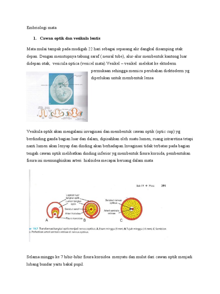 Embriologi Mata: Proses dan Struktur | PDF